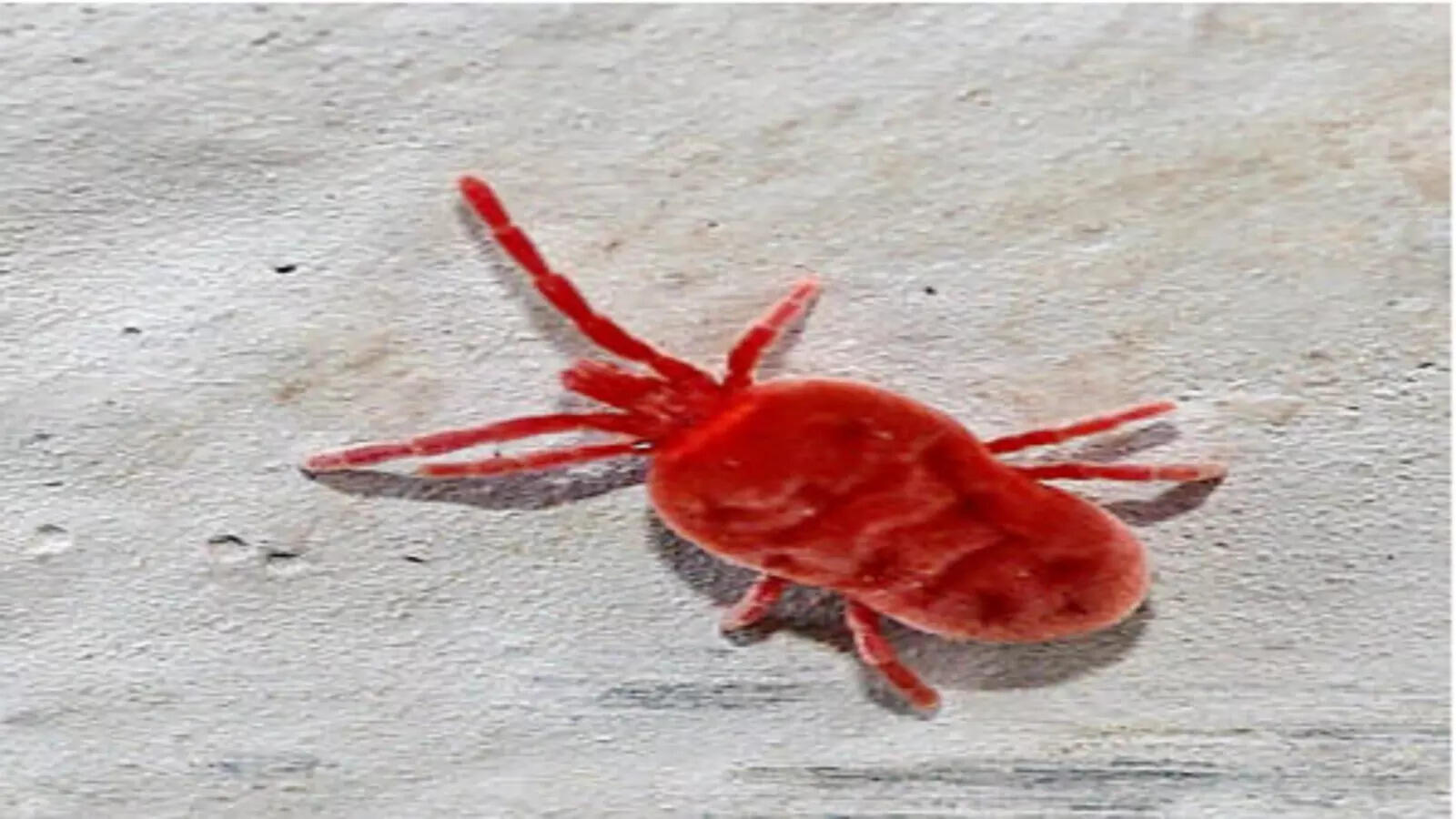 Red Velvet Mites: दूत मृगनक्षत्राचे