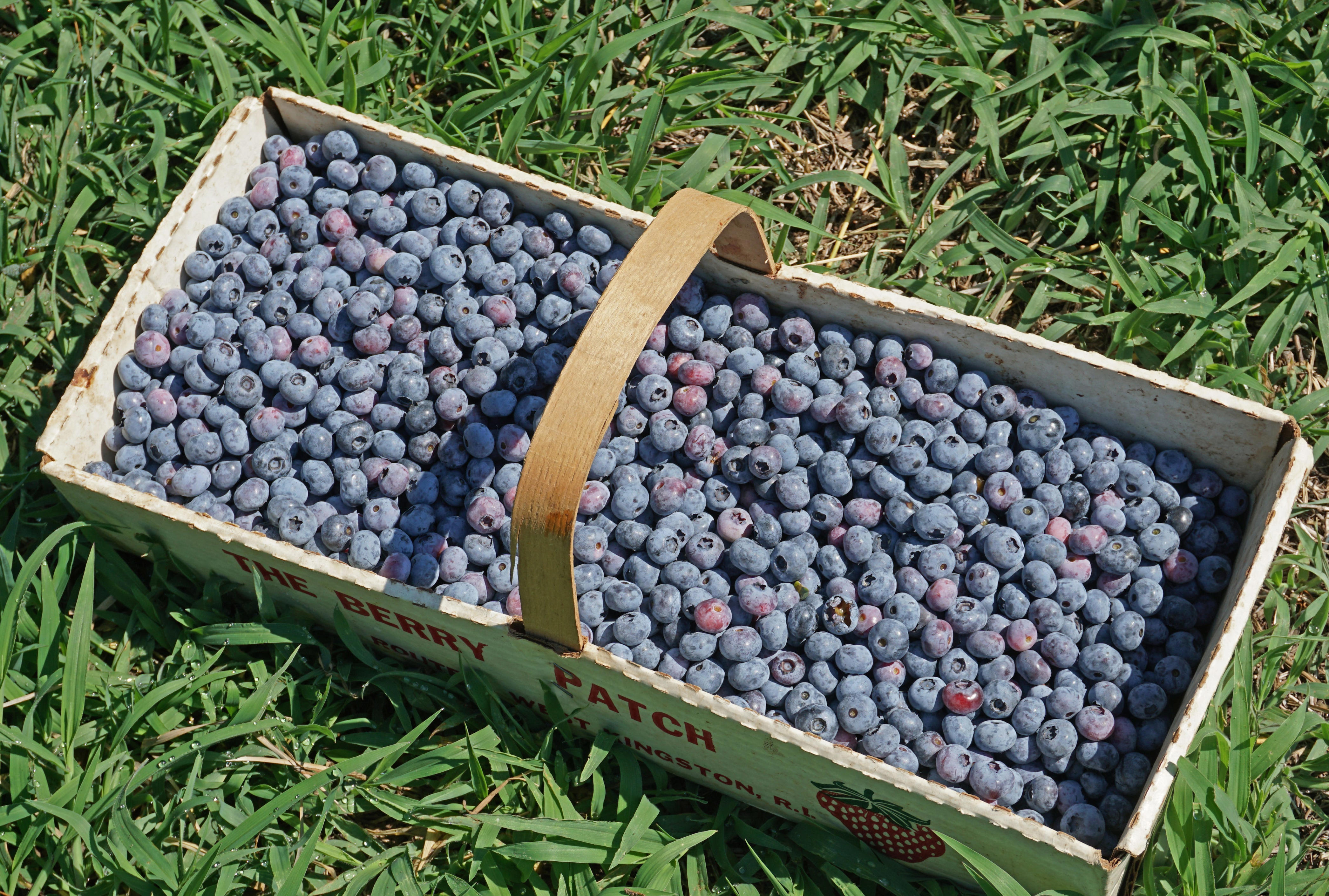 How to grow blueberries