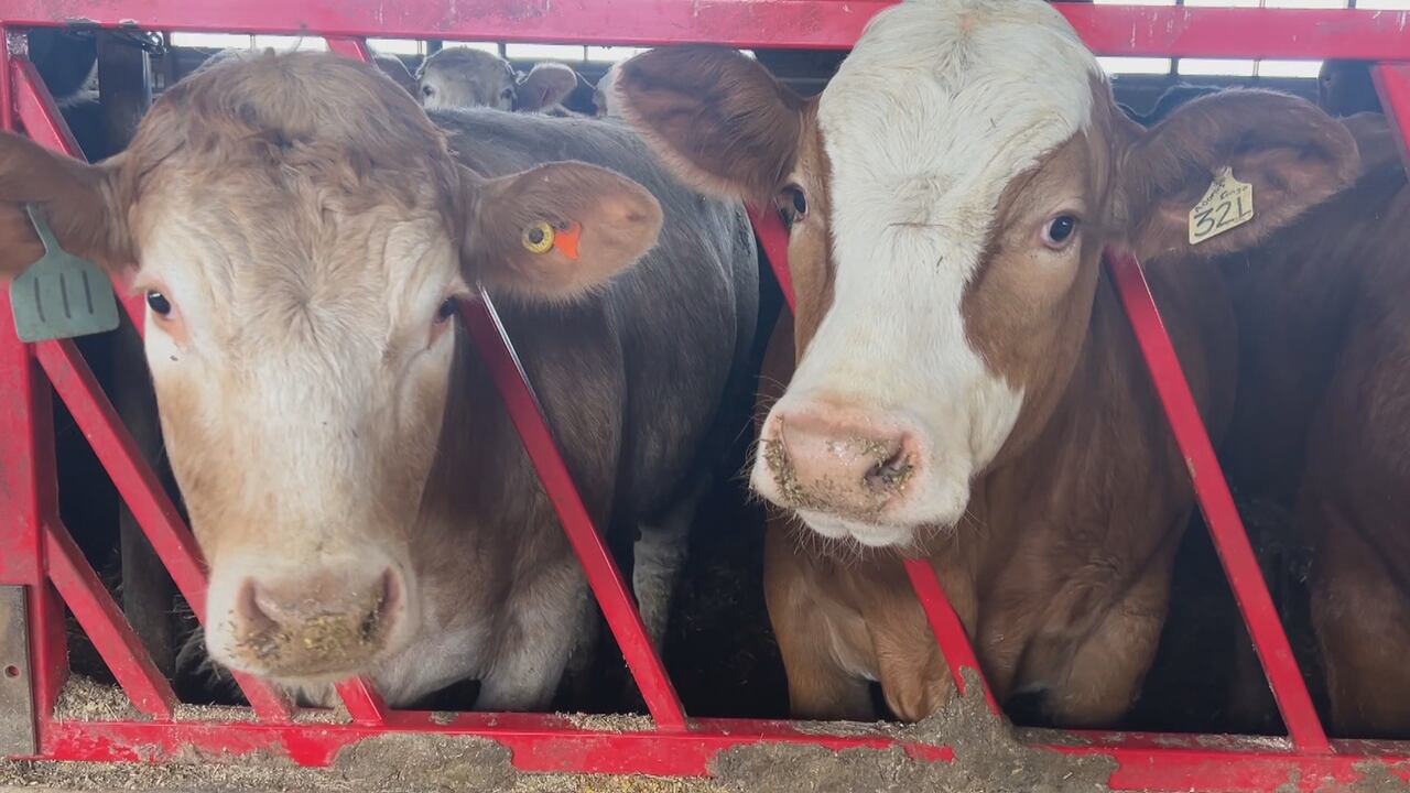 Careful, loose cattle crossing: Increase in farm animals on Island ...