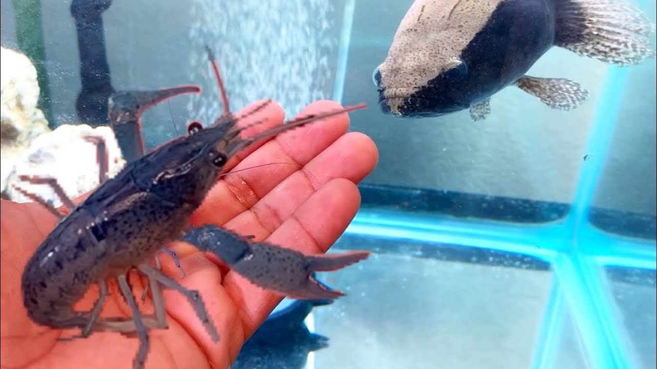 Underwater Face-Off: Alien Fish Meets Blue Lobster