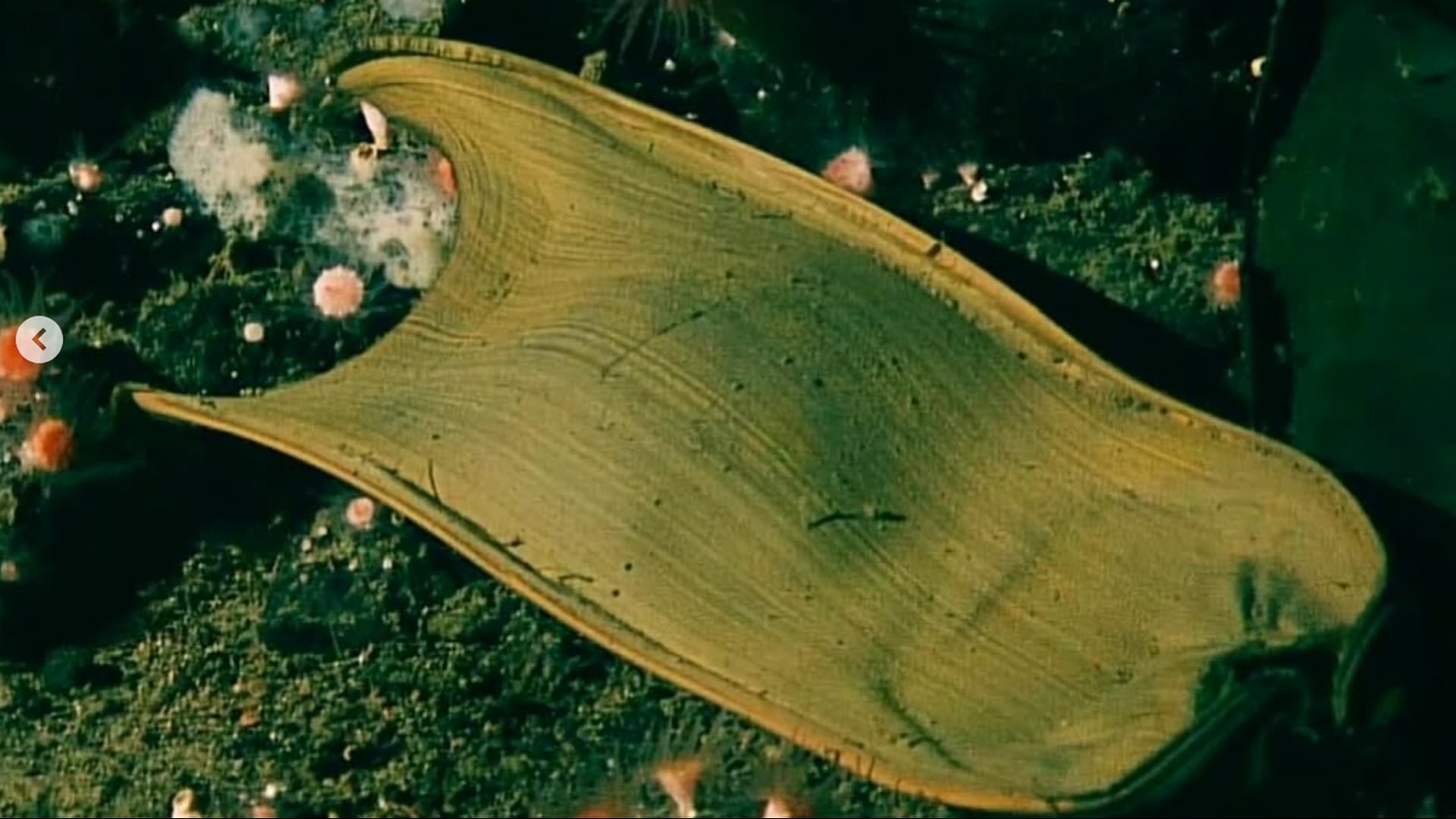 “2.6 Million Golden Eggs” Found Near An Underwater Volcano Off Canada