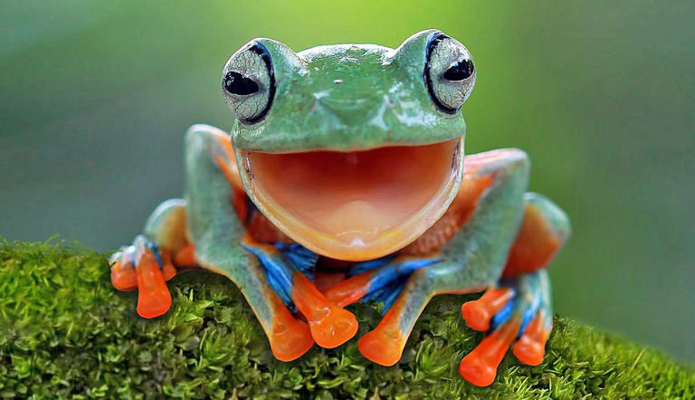 True Colors: Are Frogs Reptiles?