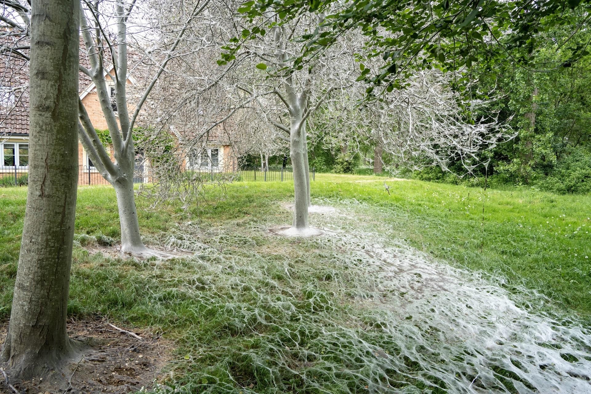 See what's causing trees to be covered in spooky giant white webs in ...