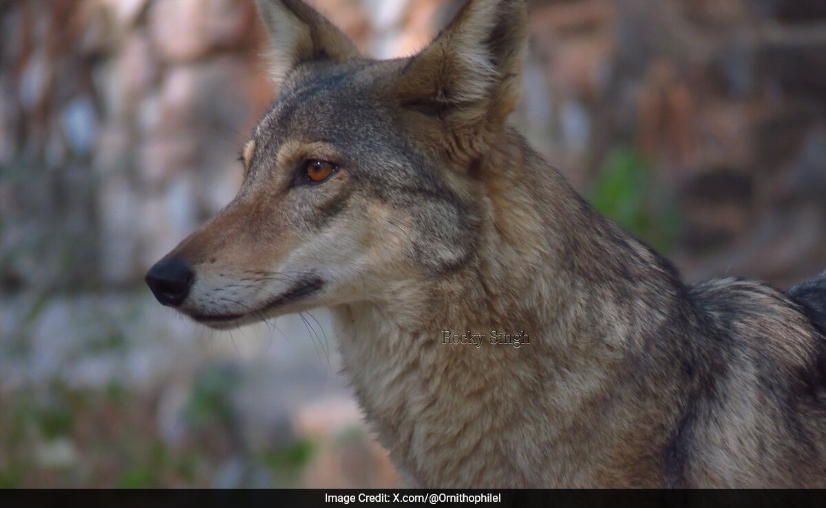 Rare Indian Grey Wolf Sighting Reported Near Yamuna In Delhi After Decades