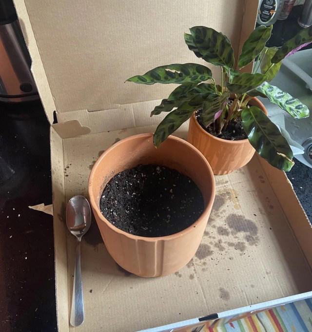 Gardener shares brilliant life hack using old pizza boxes: 'How did I ...