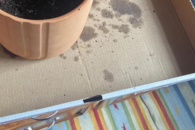 Gardener shares brilliant life hack using old pizza boxes: 'How did I ...