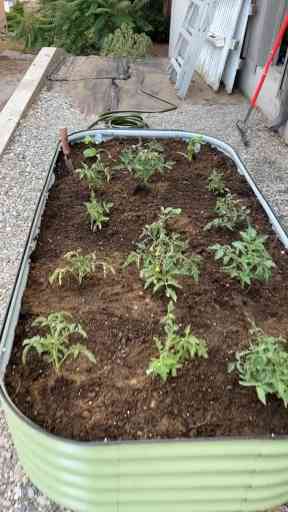 Best Tips for Tomato Gardening