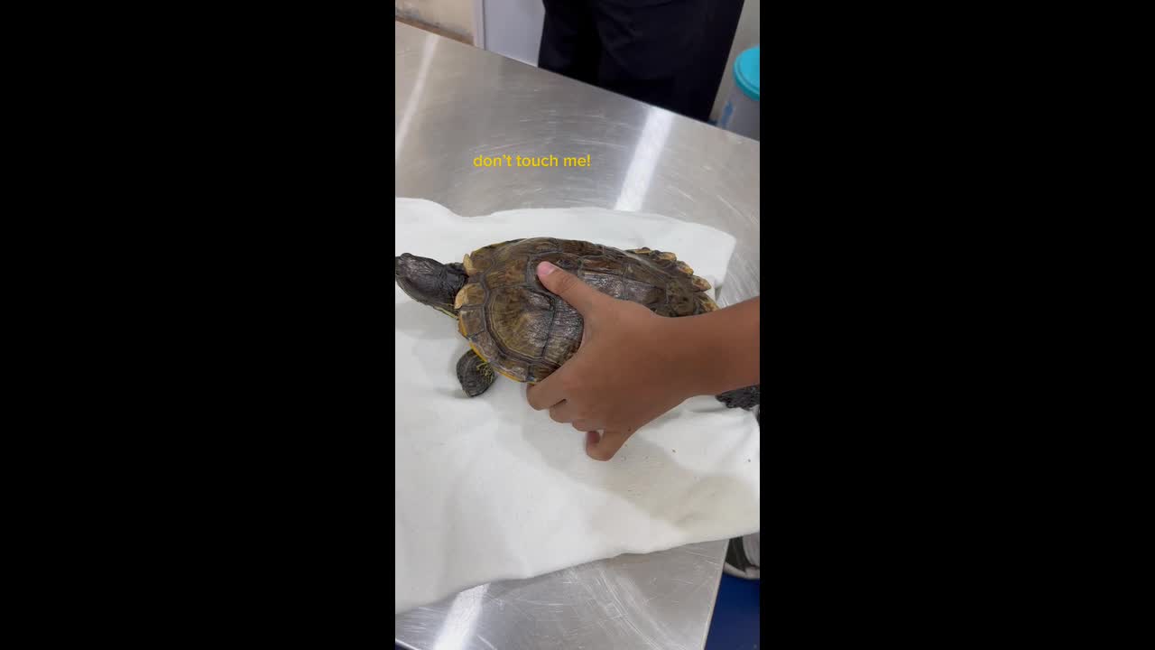 Whiskey the turtle hates going to the vet and hilariously attempts to ...