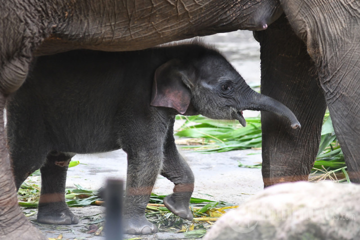 Anak Gajah Bernama Diah Lahir di Batu Secret Zoo