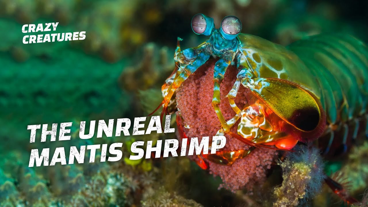 This Tiny Sea Creature Hits Like a Bullet