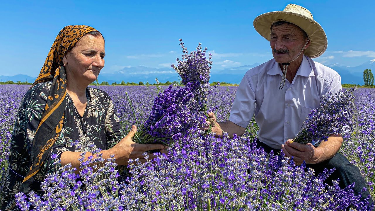 Lavender Fields and a Homemade Mountain Lunch