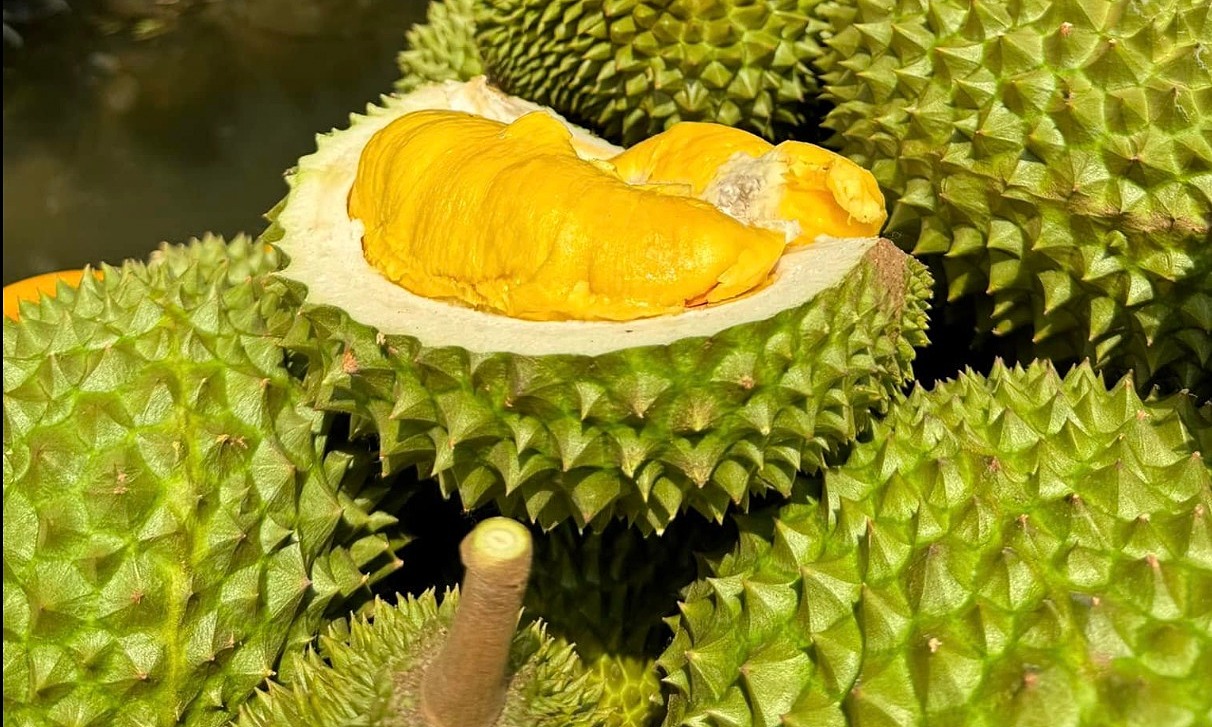 Vietnam considers 'red alert' label for toxic durian farms