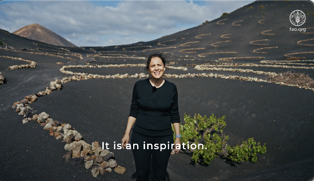 From Ash to Abundance: Lanzarote’s Volcanic Farming Legacy