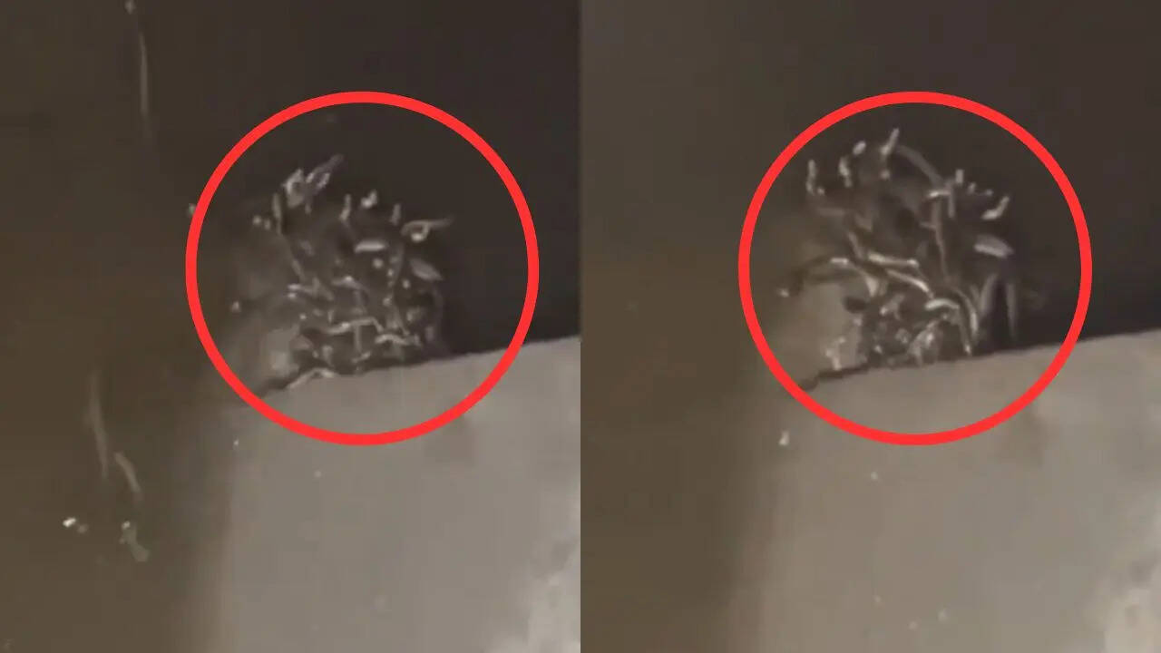 Bathroom Horror! Over 70 Snakes Found Inside Toilet Tank – Terrifying ...