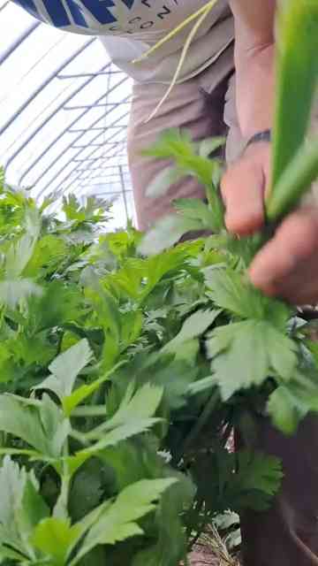 Is Vegetable Farming a Legit Career Choice?