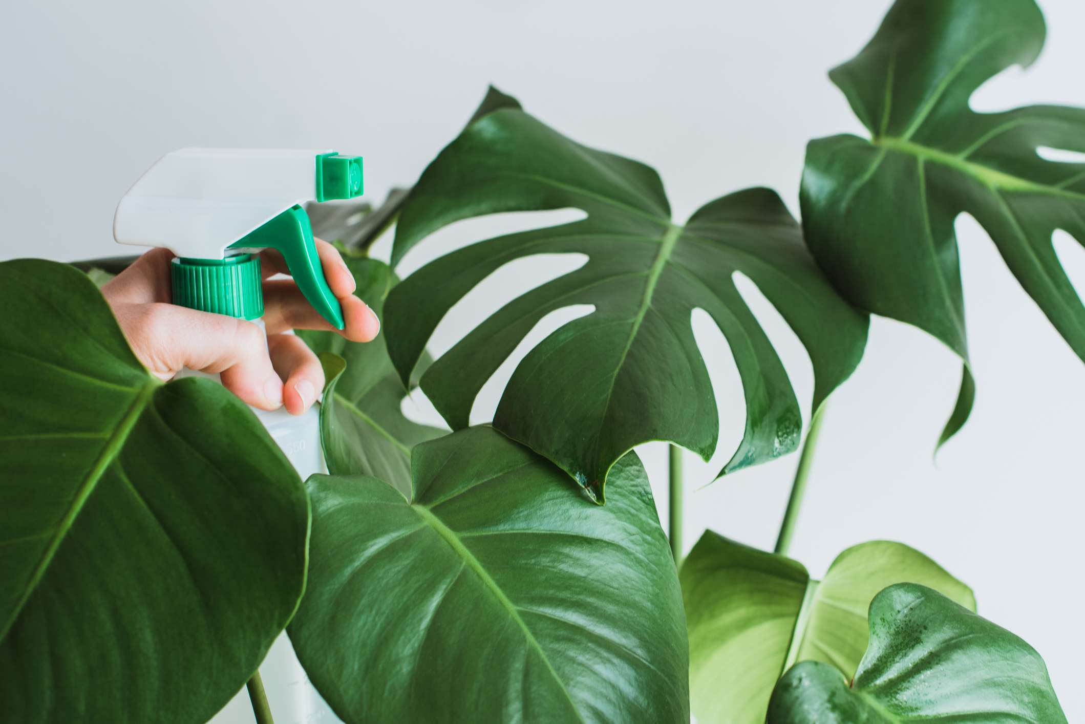 This $9 Soap Is the Only Tool You Need to Keep Aphids Away From Your ...