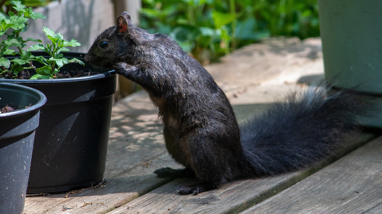 The Simple Gardening Swap That Can Stop Squirrels From Destroying ...
