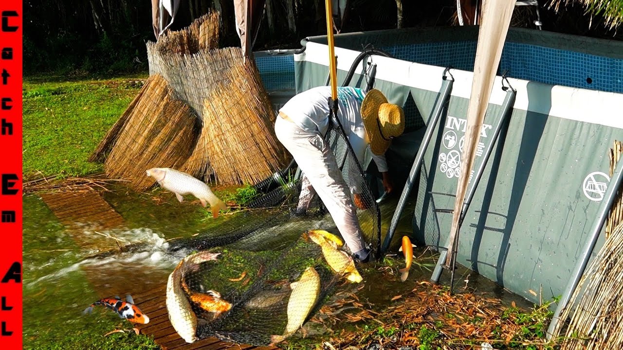 Fish FLOOD Everywhere After Pond Explodes