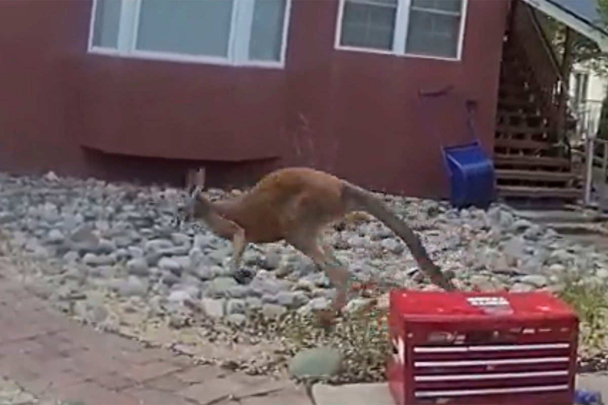 Video shows moment police wrangle runaway pet kangaroo in US town