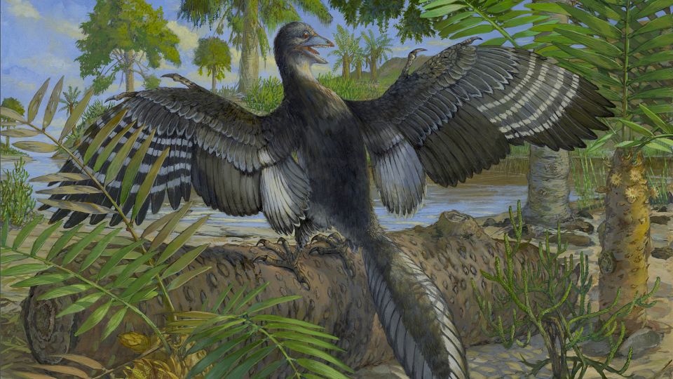 ‘Important moment in evolution’: Fossil preserves never-before-seen ...