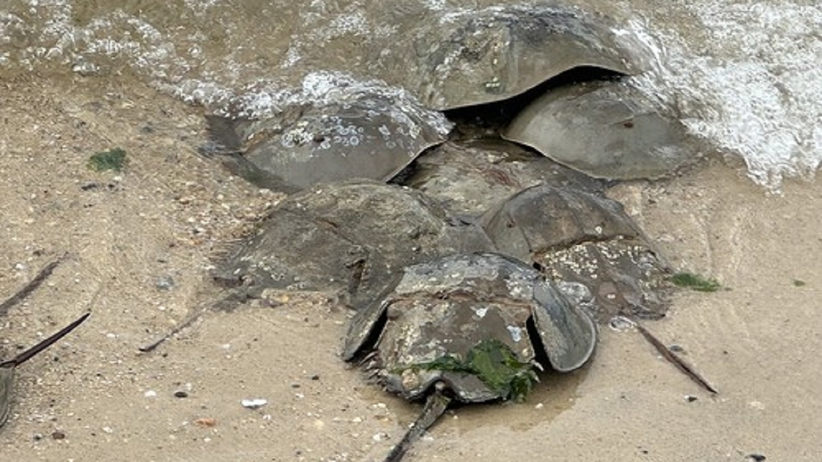 Ancient Crabs Migrate to Maryland