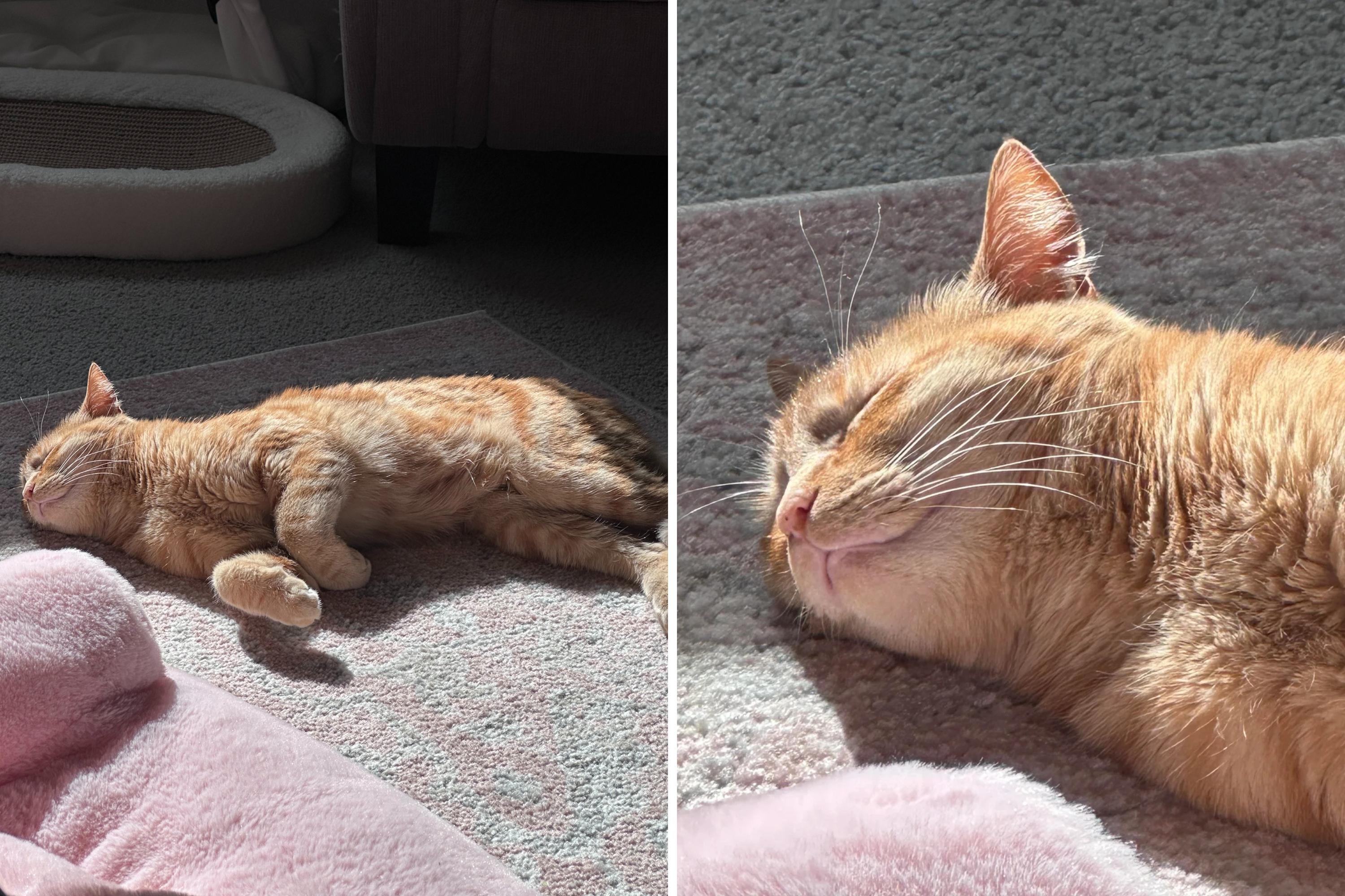 These cats never saw sunlight—then everything changed