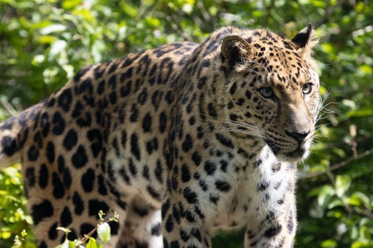 Emerald Park welcomes new Amur leopard as part of conservation breeding ...