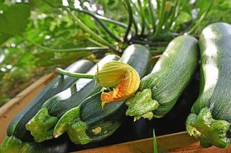 Three vegetables you can grow on your patio that will be ready to ...