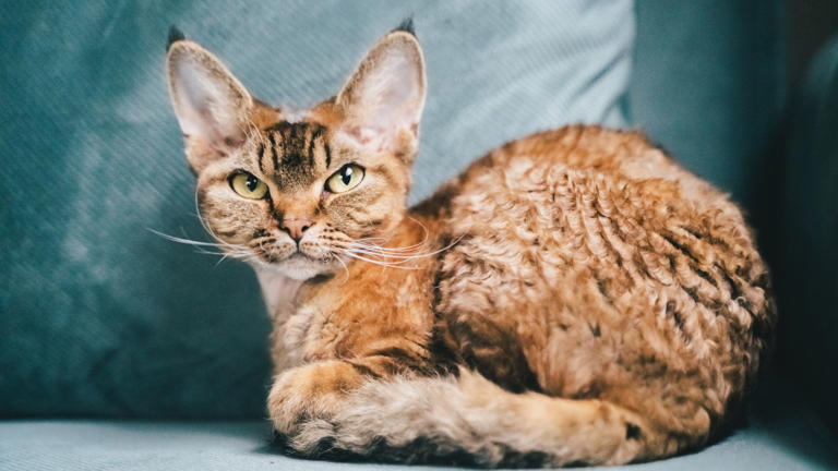 Devon Rex cats are the curly-coated, elfish-looking breed that will ...