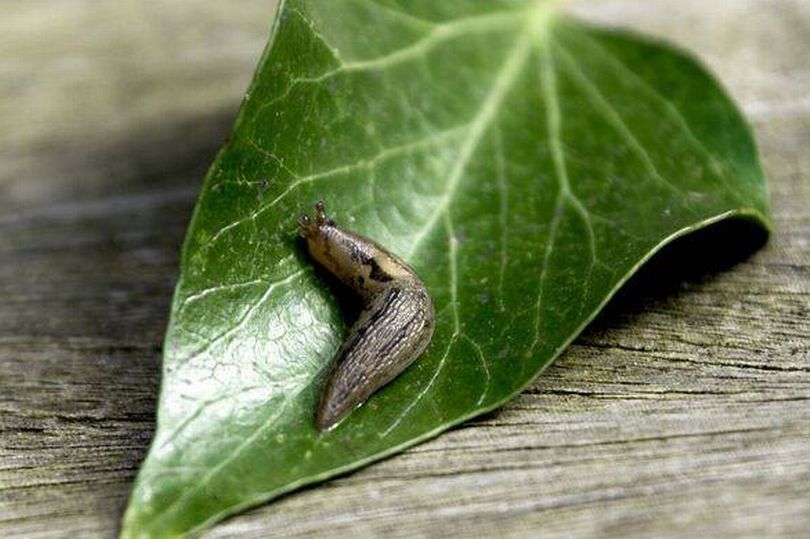 One plant could keep your garden slug-free - as slugs avoid it 'like ...