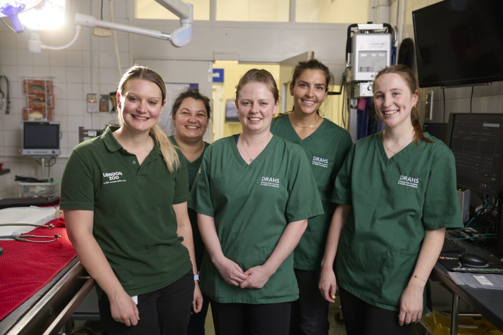 Rare hazel dormice given clean bill of health before release