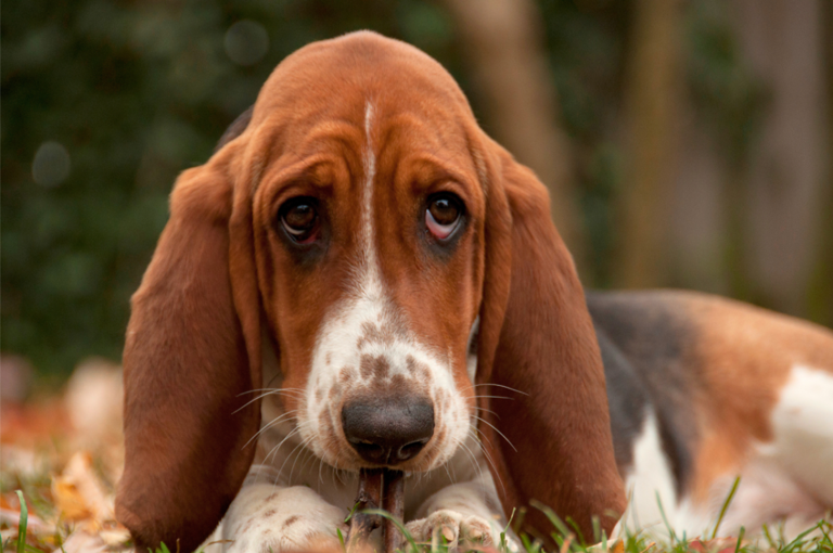 Your Dog Will Love You Even More if You Do These 7 Things