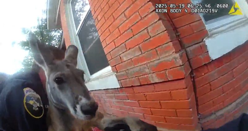 ‘Kangaroo detained’ after another viral escape in Colorado