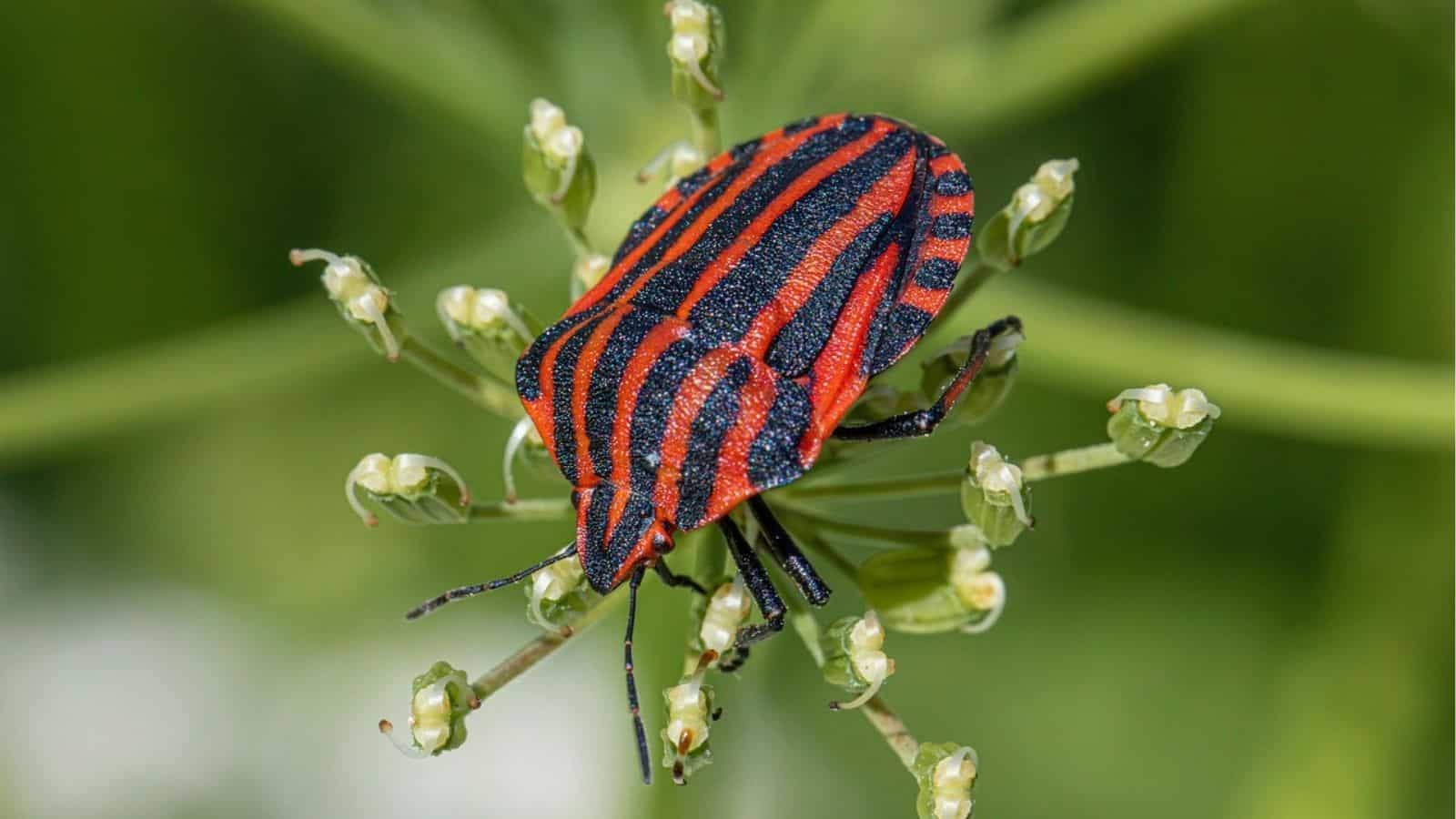 9 Bugs You Actually Want in Your Garden