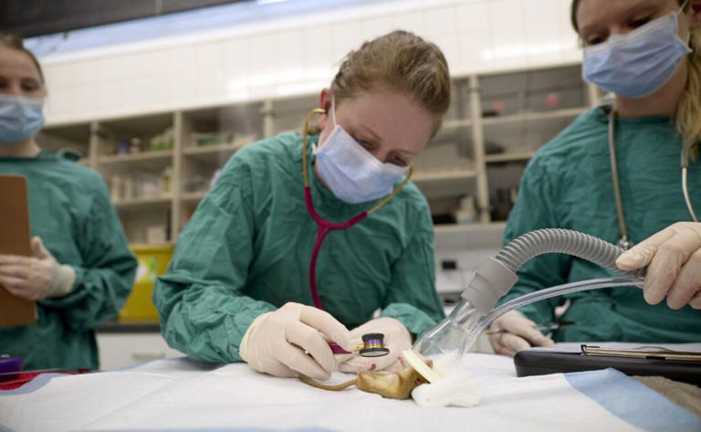 Rare hazel dormice given clean bill of health before release