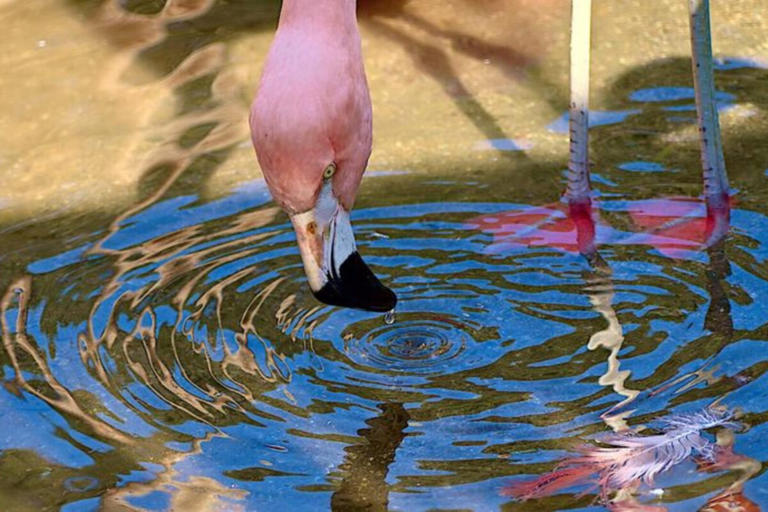 Rare hazel dormice given clean bill of health before release