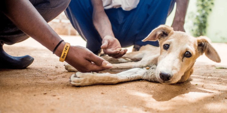 Why Killing a Stray Dog Is Illegal: Fines and Possible Jail Term