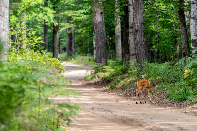 10 of Michigan's most scenic hikes to take during the summer