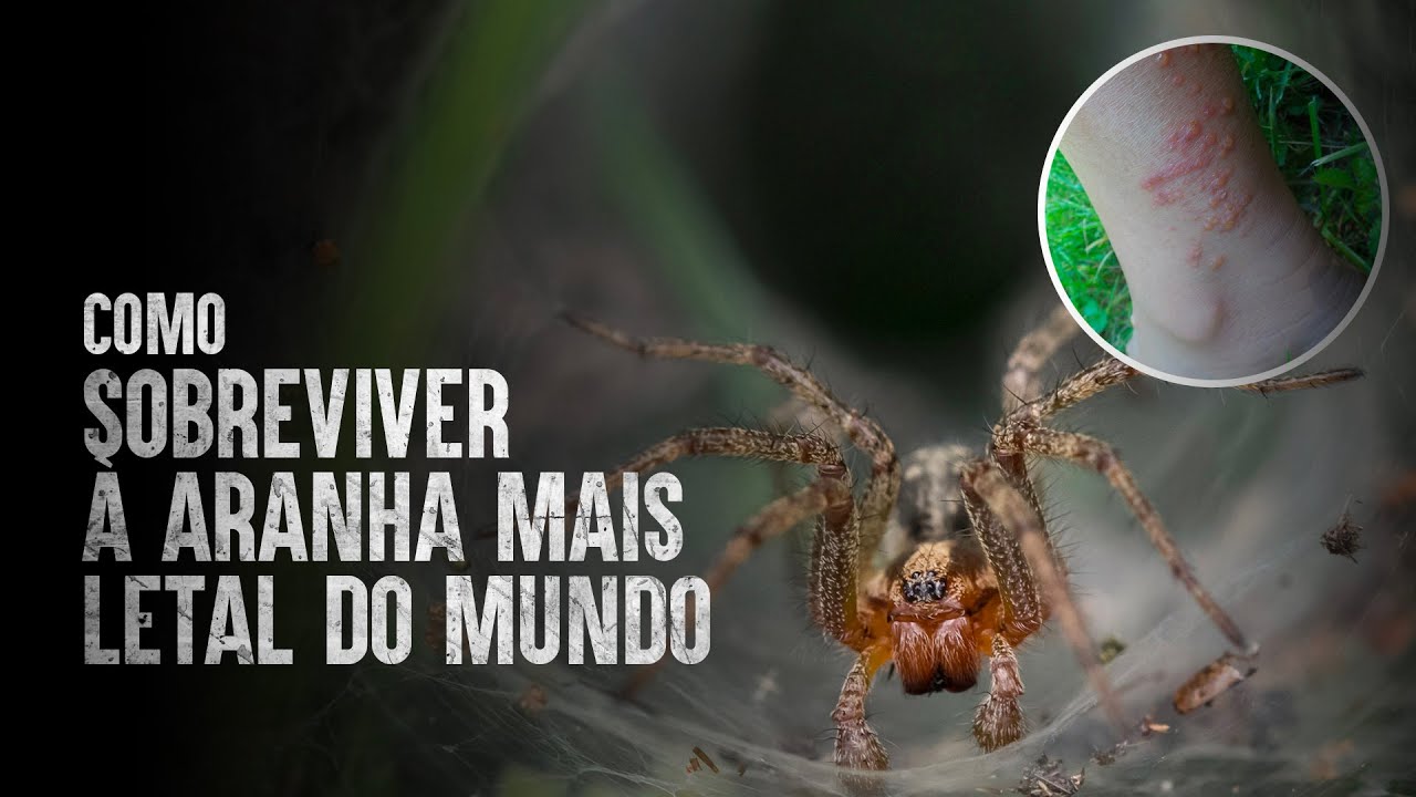 Como Sobreviver à Aranha Mais Letal do Mundo