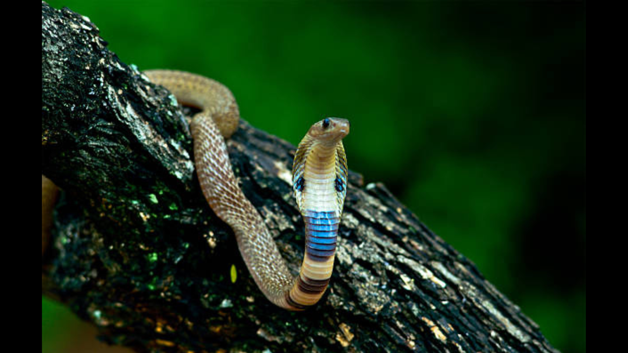 Here’s How A Snake’s Digestive System Is Different Than Yours! Viral