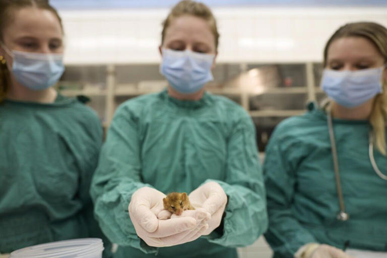 Rare hazel dormice given clean bill of health before release