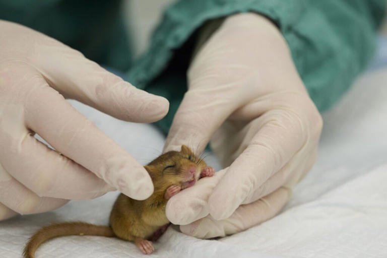 Rare hazel dormice given clean bill of health before release