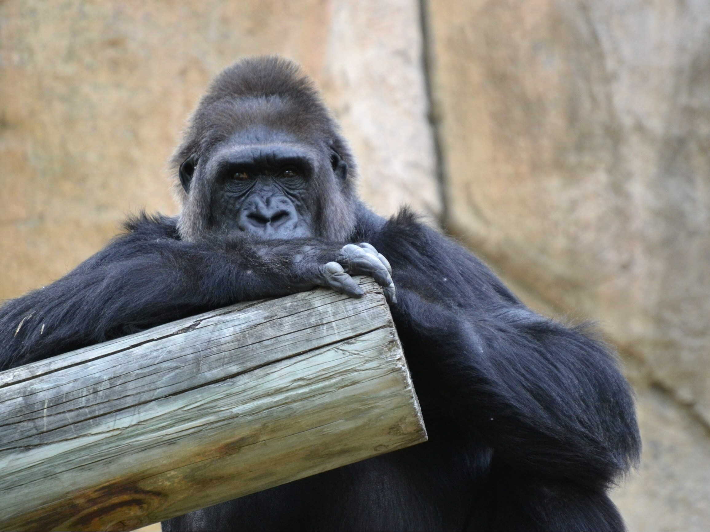 Warszawskie zoo ma nowe mieszkanki. N’Hasa i N’iralé już w Polsce