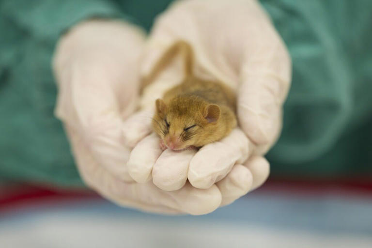 Rare hazel dormice given clean bill of health before release