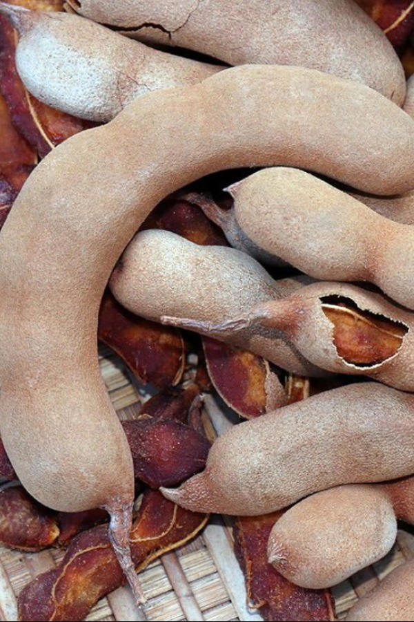 Health Benefits of Tamarind: Why Tamarind Is Good for the Human Body