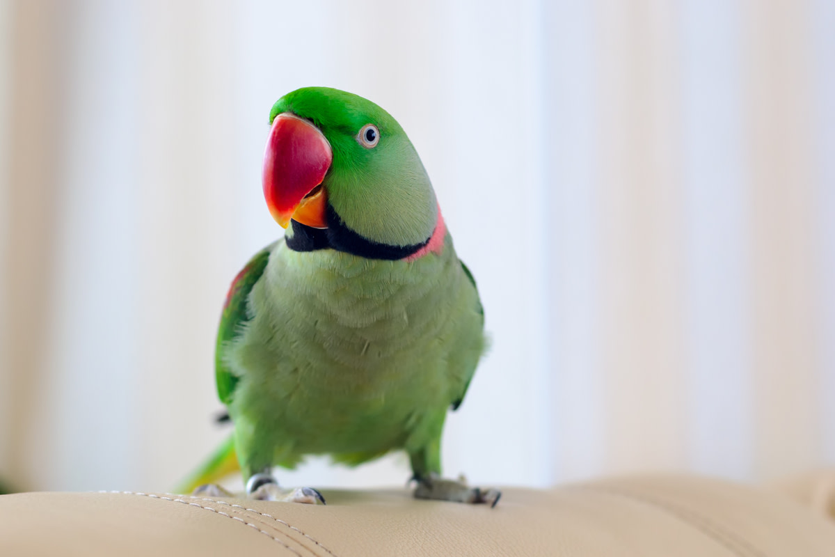 Tiny Parrot's First 'Opera' in Her New House Couldn't Be Sweeter
