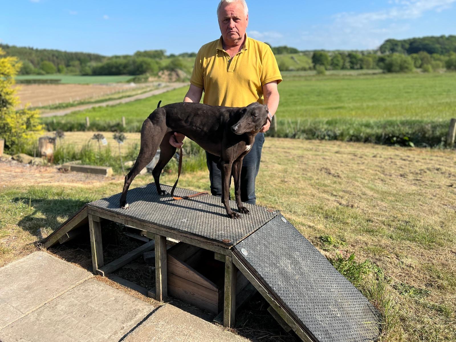 County Durham handler Ray triple handed for BGBF British Bred Maiden ...