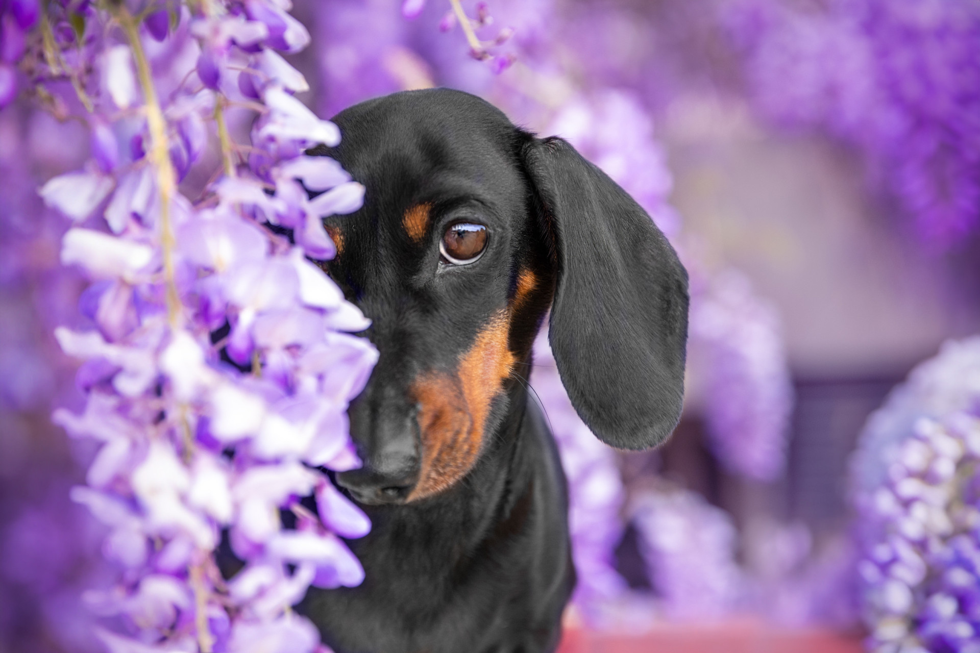 Common Misconceptions About Dogs Debunked