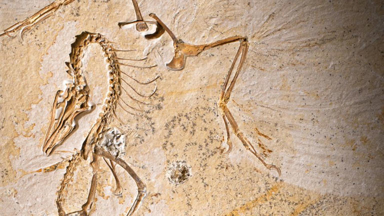 ‘Important moment in evolution’: Fossil preserves never-before-seen ...