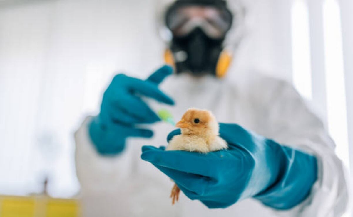 Por gripe aviar, 21 países vetan la compra de pollo de Brasil; busca la ...